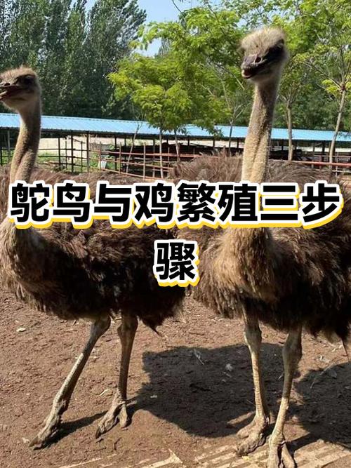 鸵鸟繁殖方法截图