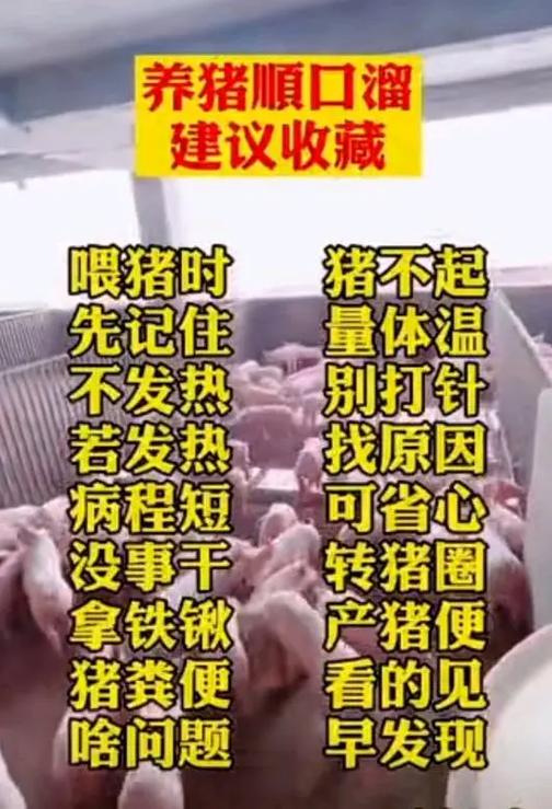 养猪十句口诀缩略图