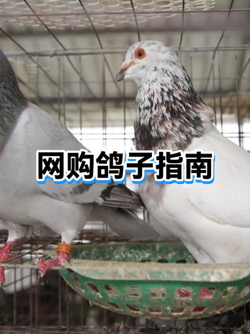 鸽子销售网图标