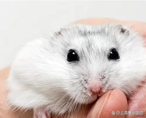 仓鼠会引来老鼠吗