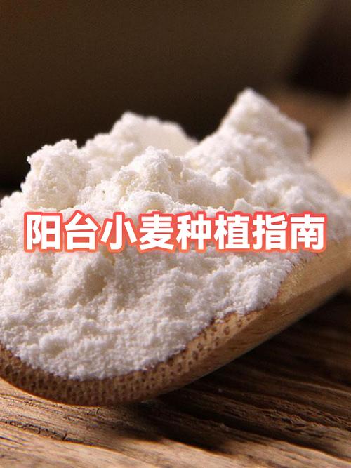 阳台小麦的种植方法图标