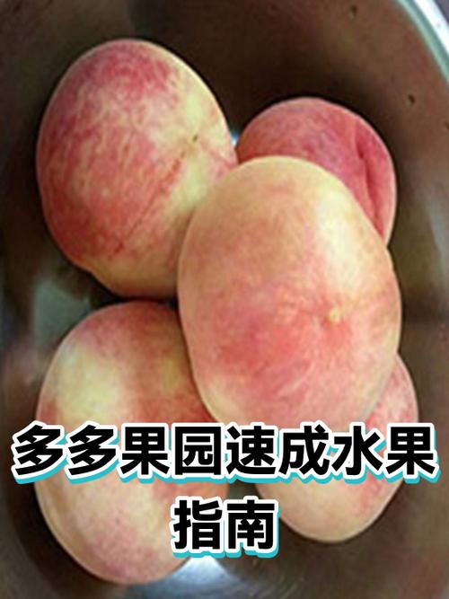 多多果园多久才能领水果图标