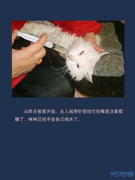 稚猫三部曲在线观看免费第1集图标