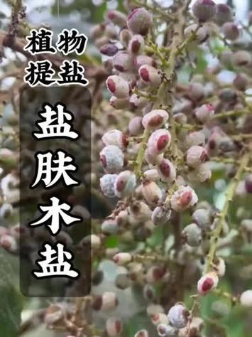 野外什么可以代替盐