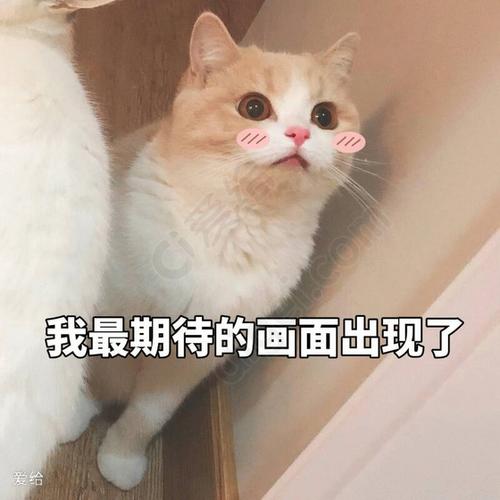 最期待的画面出现了表情包截图