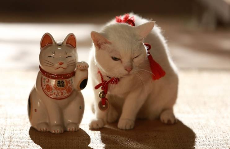 养猫要养几只旺财图标