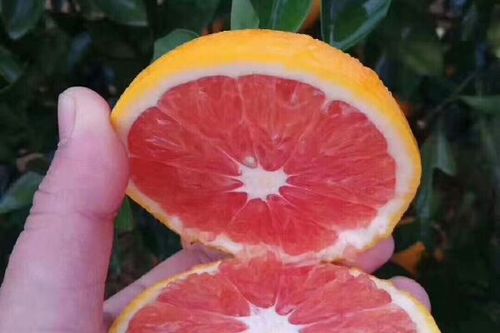 卡拉红橙多少钱一斤截图