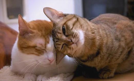 猫咪用头使劲拱人怎么回事截图