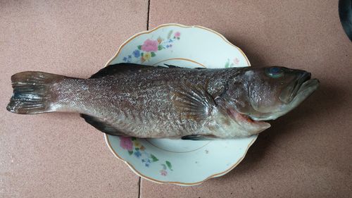 海鱼识别扫一扫图标