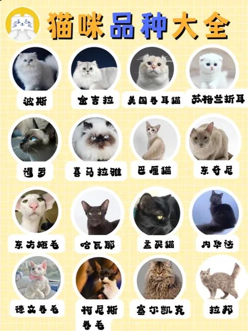猫咪品种图片合集游戏截图