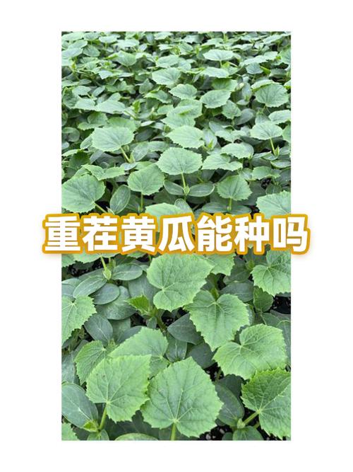 战术黄瓜可以种吗截图