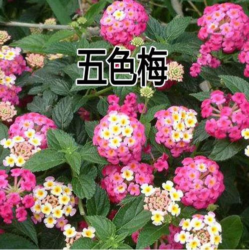 五彩花