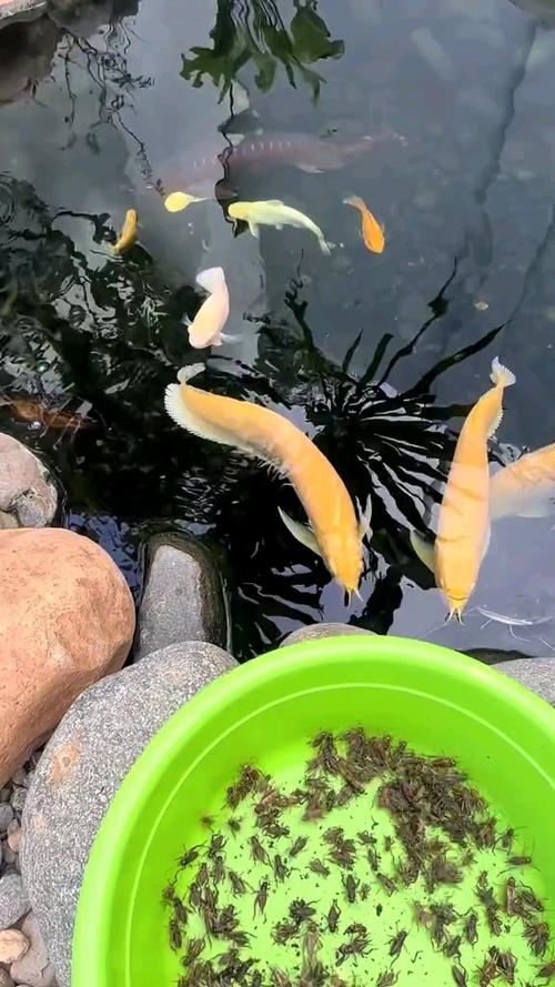 黄化龙鱼视频截图