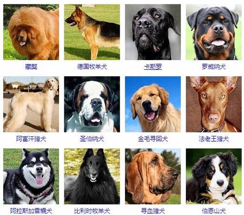 狗品种大全图标