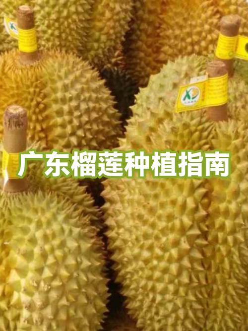 整个榴莲放一个月会坏吗图标