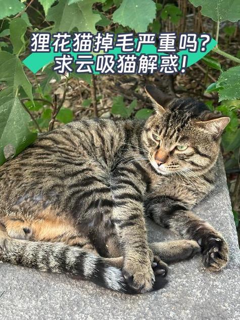 云吸猫网站图标