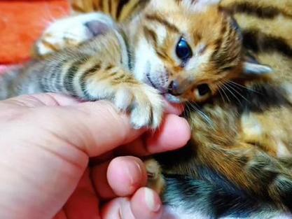 豹猫会咬人吗图标