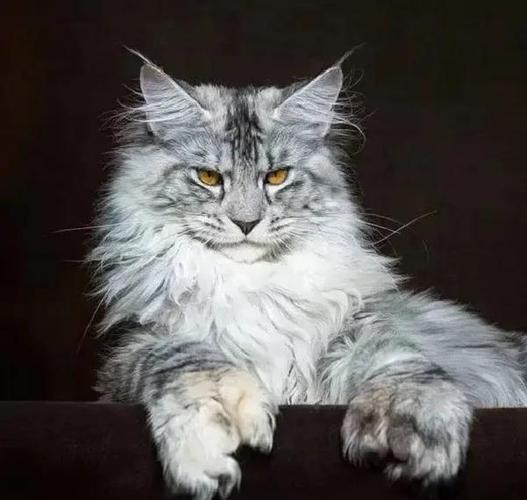 缅甸猫和缅因猫区别图标