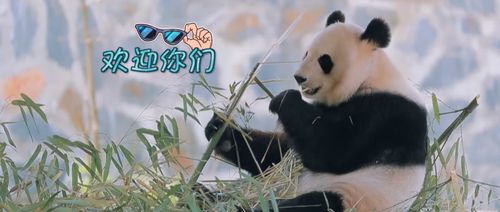 熊猫综艺截图
