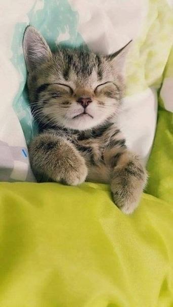 睡着的小猫咪官方版图标