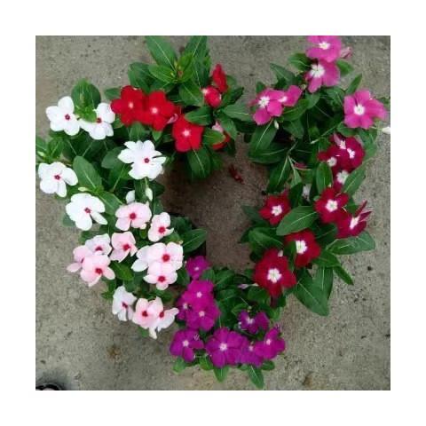 长春花花期多长时间图标