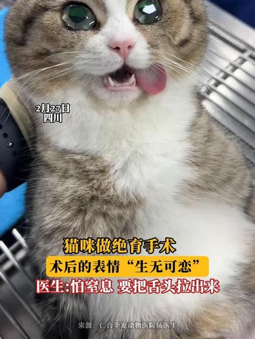 猫咪段子无限制图标
