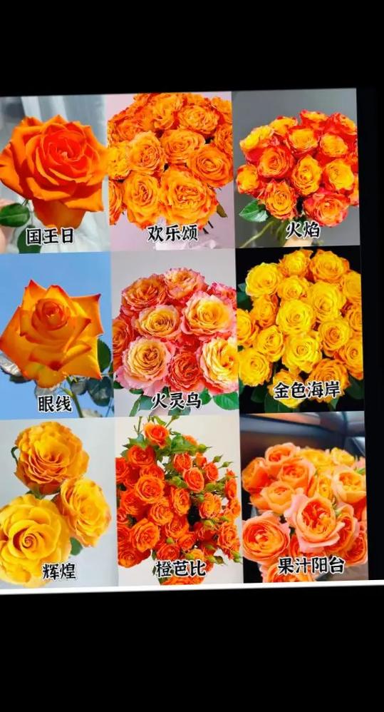 花卉种类介绍图标