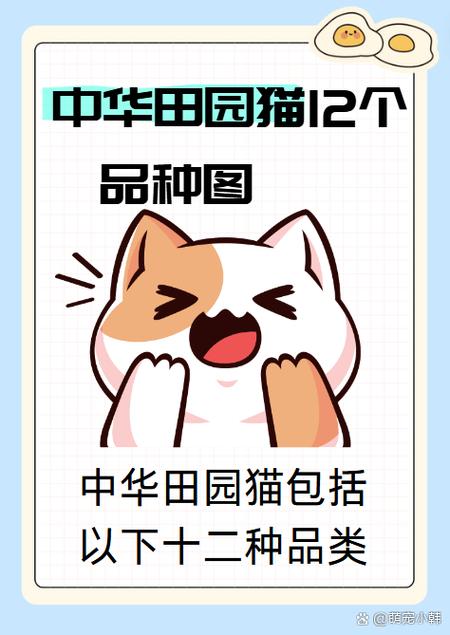 花猫创作网截图