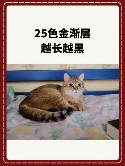 金渐层猫图片 价格表截图