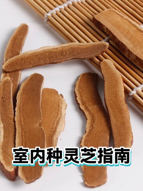 灵芝能不能在室内种植图标