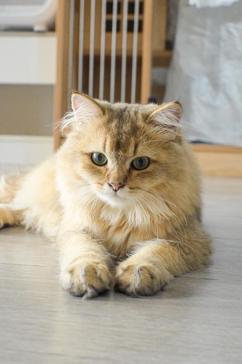 猫咪突然叫的很频繁图标