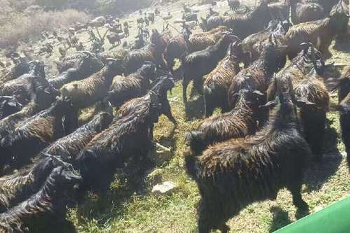 内蒙养羊基地联系电话截图