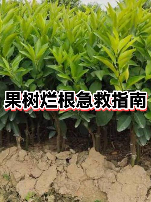 果树烂根最好的处理方法图标