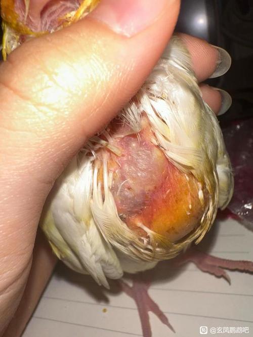 玄风鹦鹉腿站不起来图标