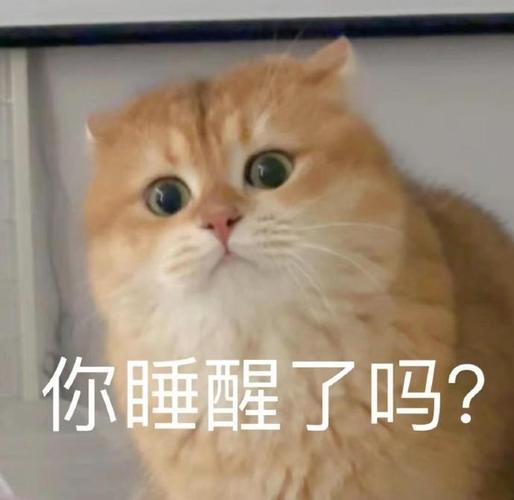 睡醒了吗?