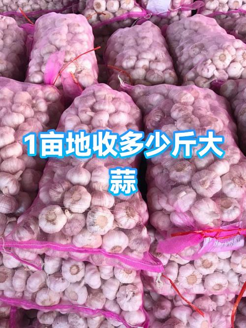 一分地用几斤蒜种截图