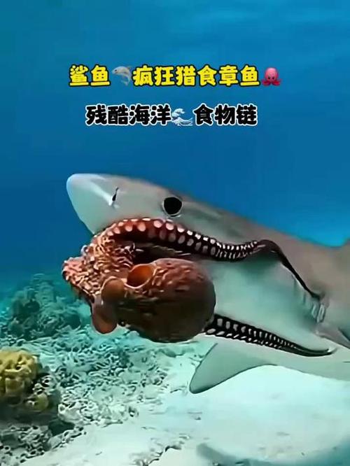 鲨鱼吃章鱼视频图标