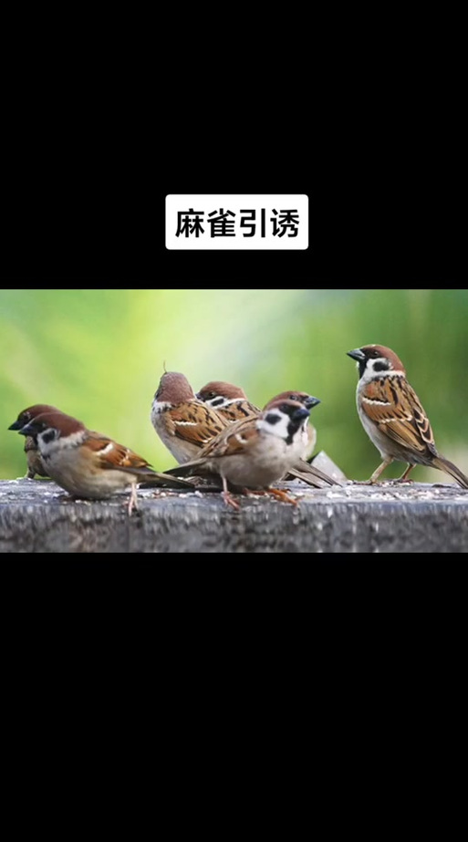 麻雀引诱鸟叫图标