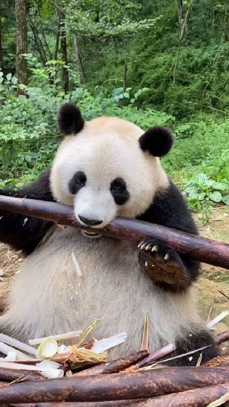 熊猫吃竹笋的视频图标