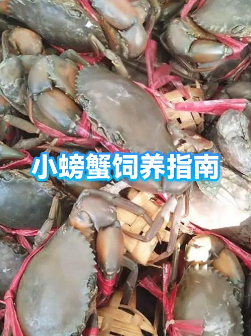 小螃蟹能全吃吗