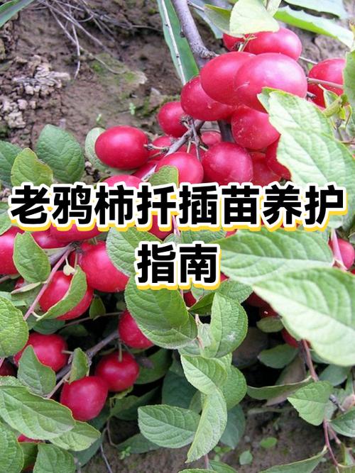 有柿为什么下线了图标