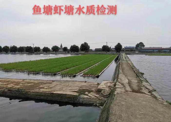 如何让鱼塘水变清
