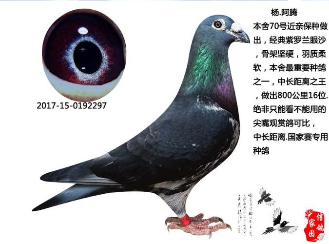 淄博信鸽谁的最好