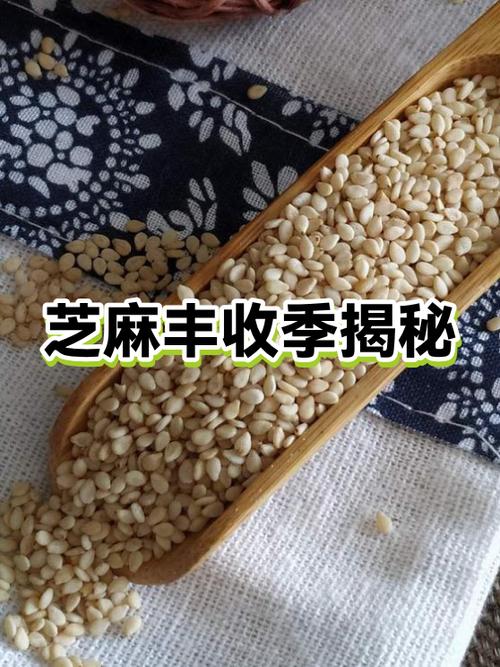 无法使用芝麻约定图标