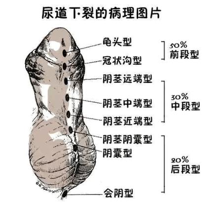 按照他的尿性是什么意思截图
