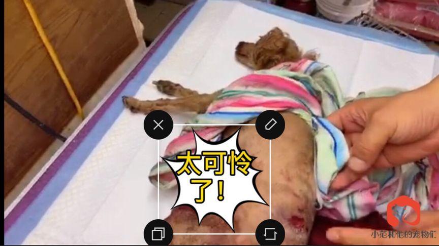 泰迪崽崽被大狗吃了图标