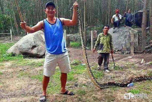 越南大蛇