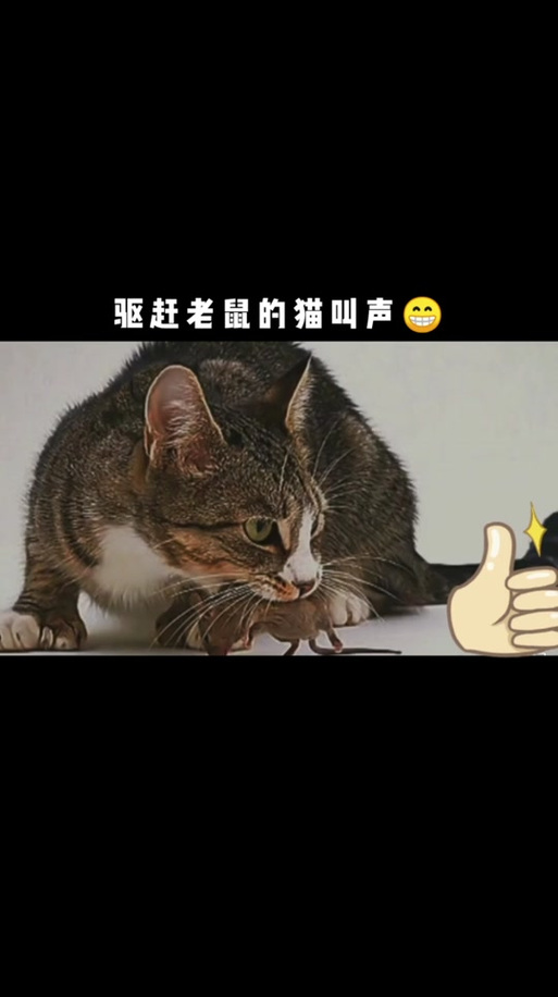 猫的叫声吓老鼠试听图标