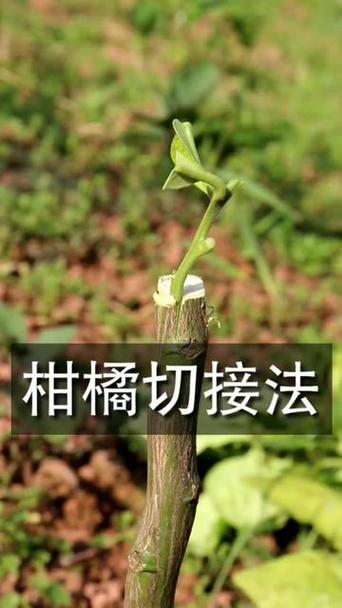 桔子树怎样嫁接截图