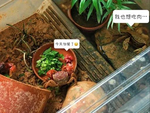 养螃蟹图标